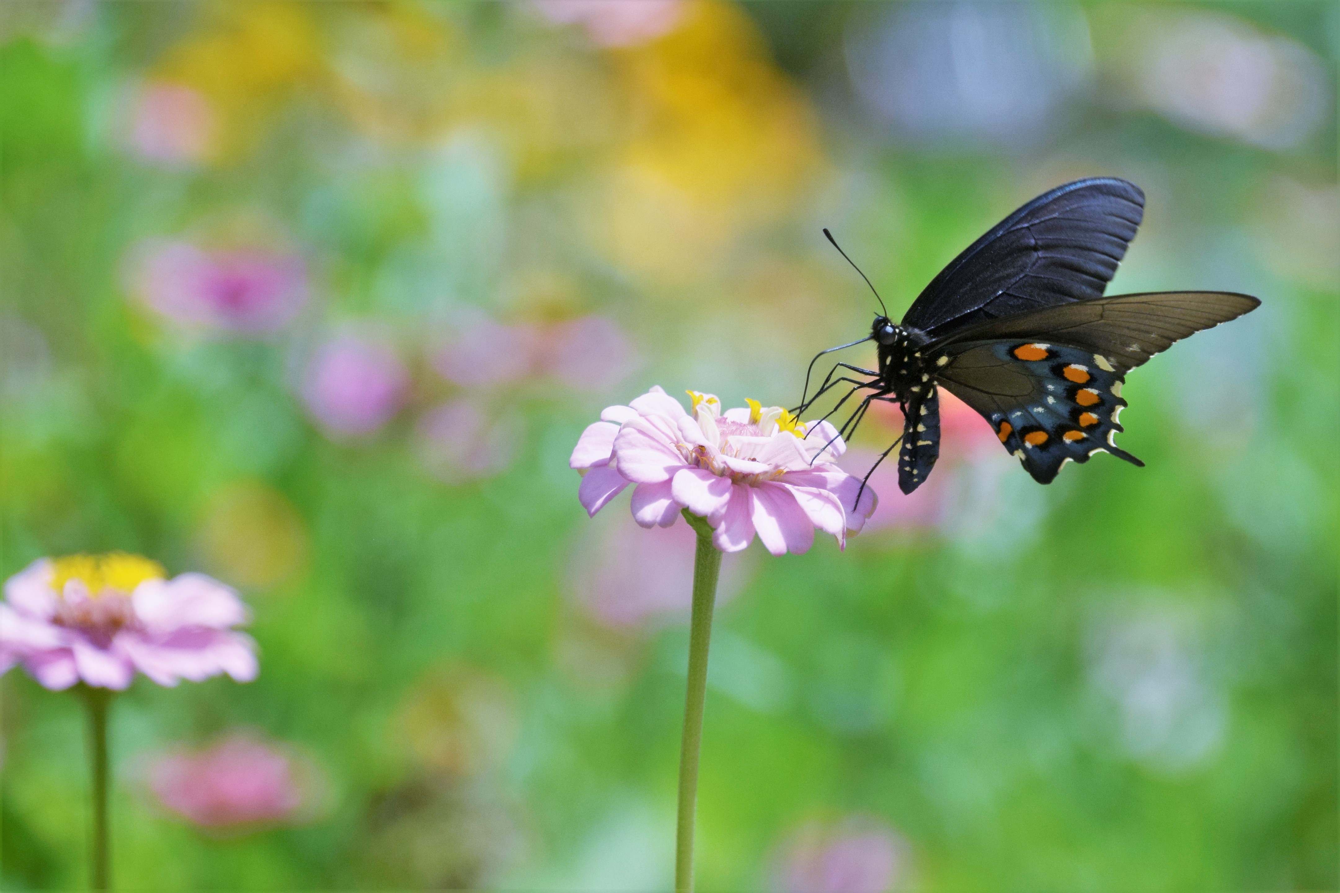My favorite places | Texas Butterfly