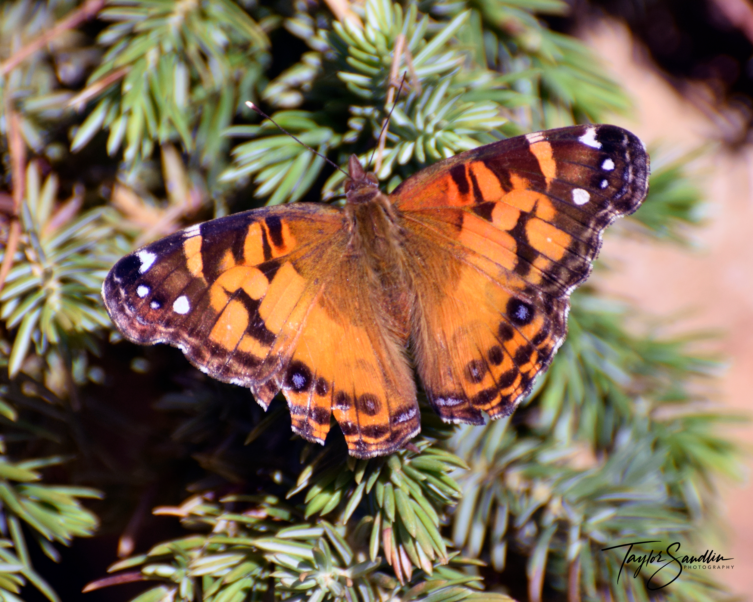 American Lady | Texas Butterfly