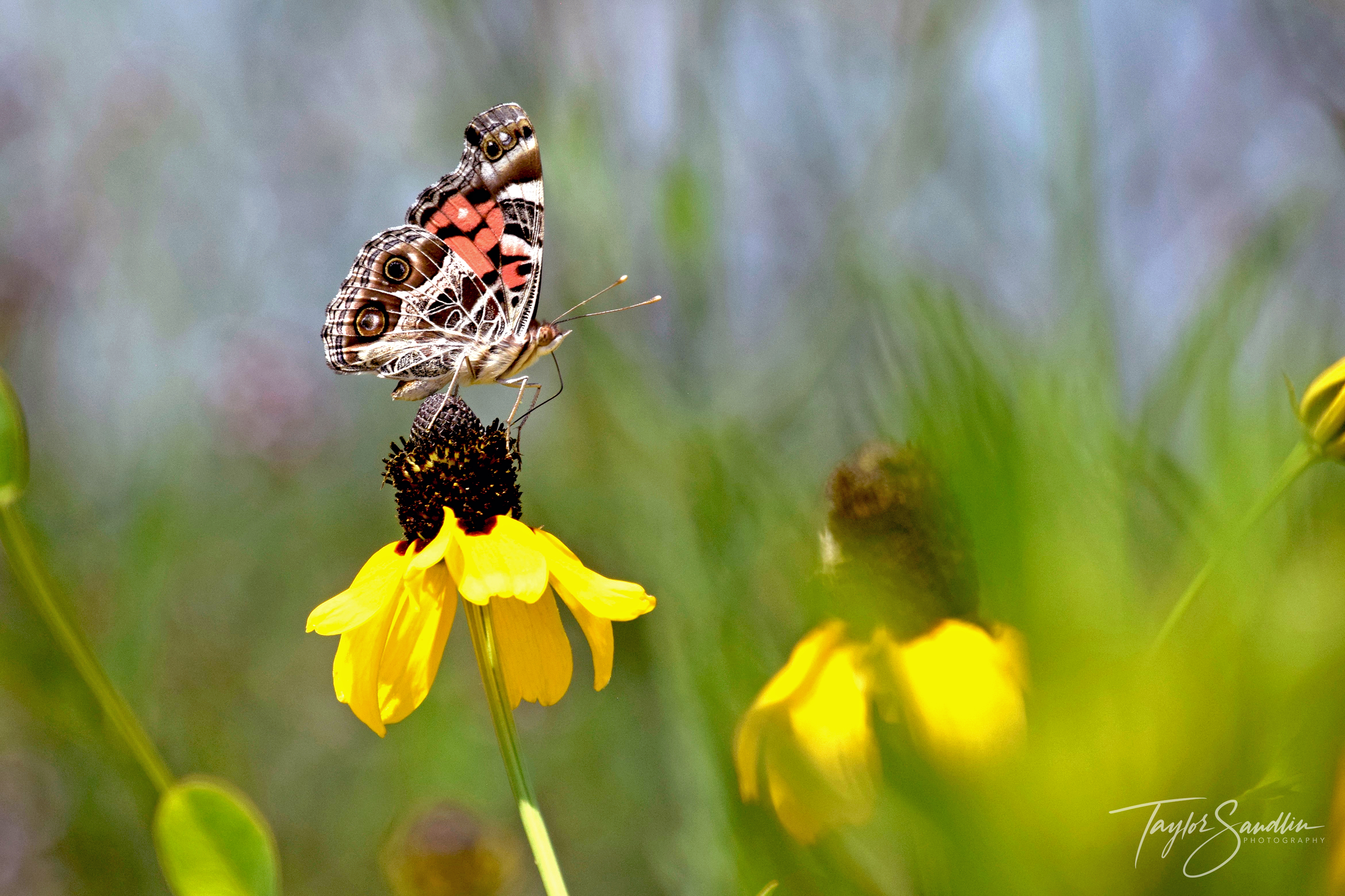 American Lady | Texas Butterfly