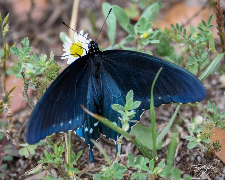 Pipevine Swallowtail | Texas Butterfly