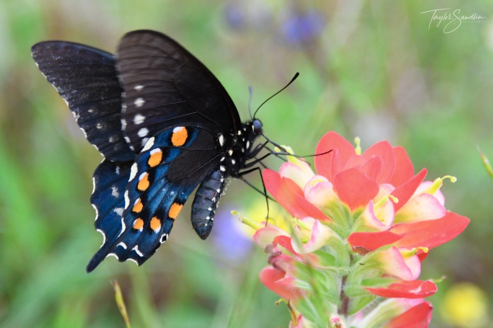 Pipevine Swallowtail | Texas Butterfly