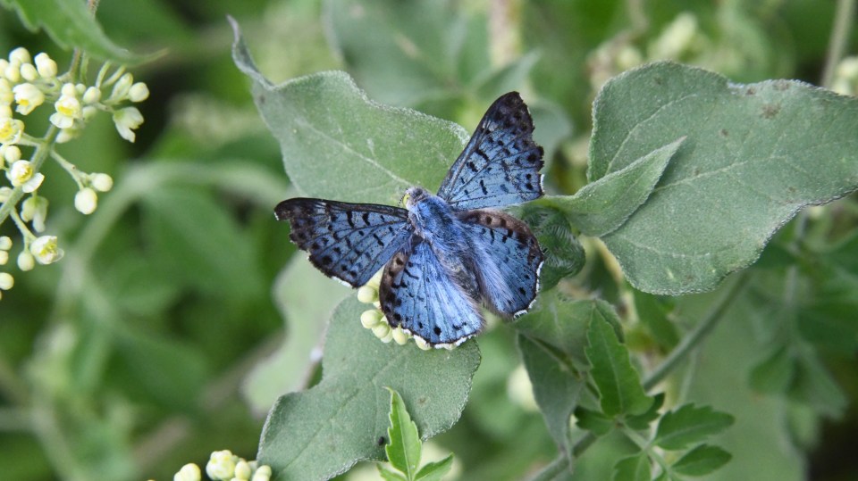 Blue Metalmark | Texas Butterfly