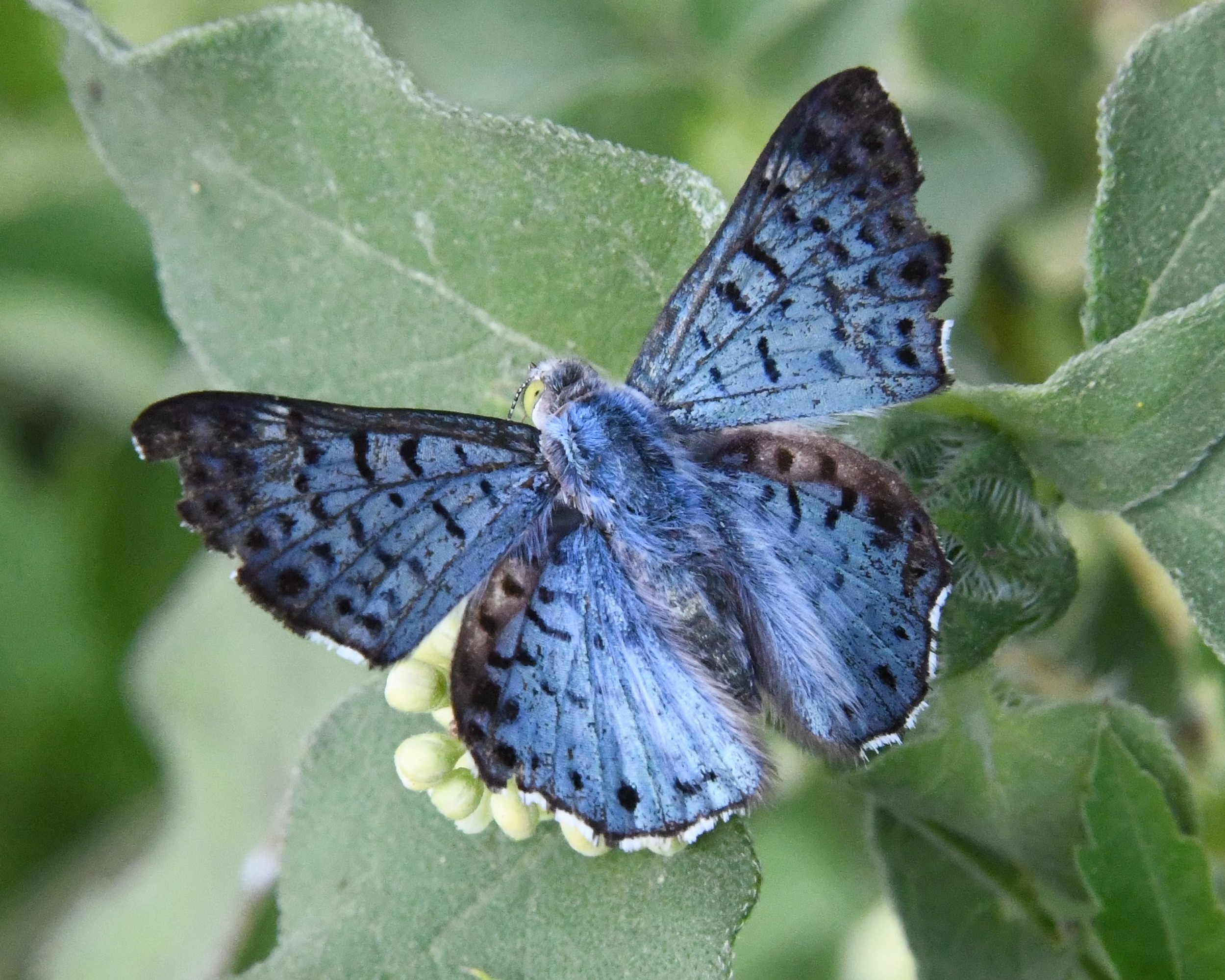 Butterflies of Texas | Texas Butterfly