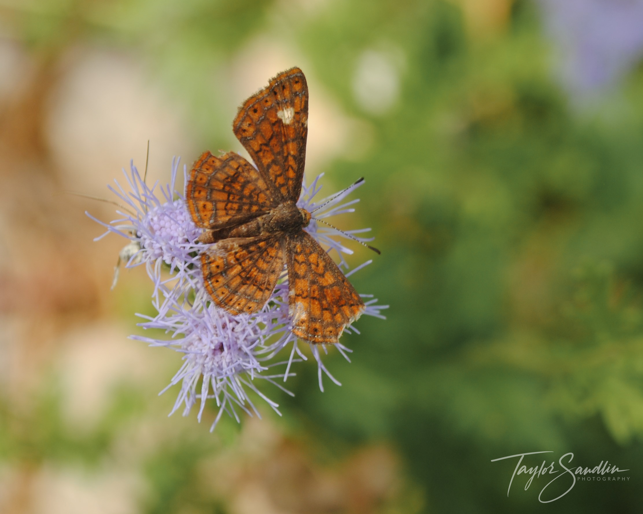 Fatal Metalmark | Texas Butterfly