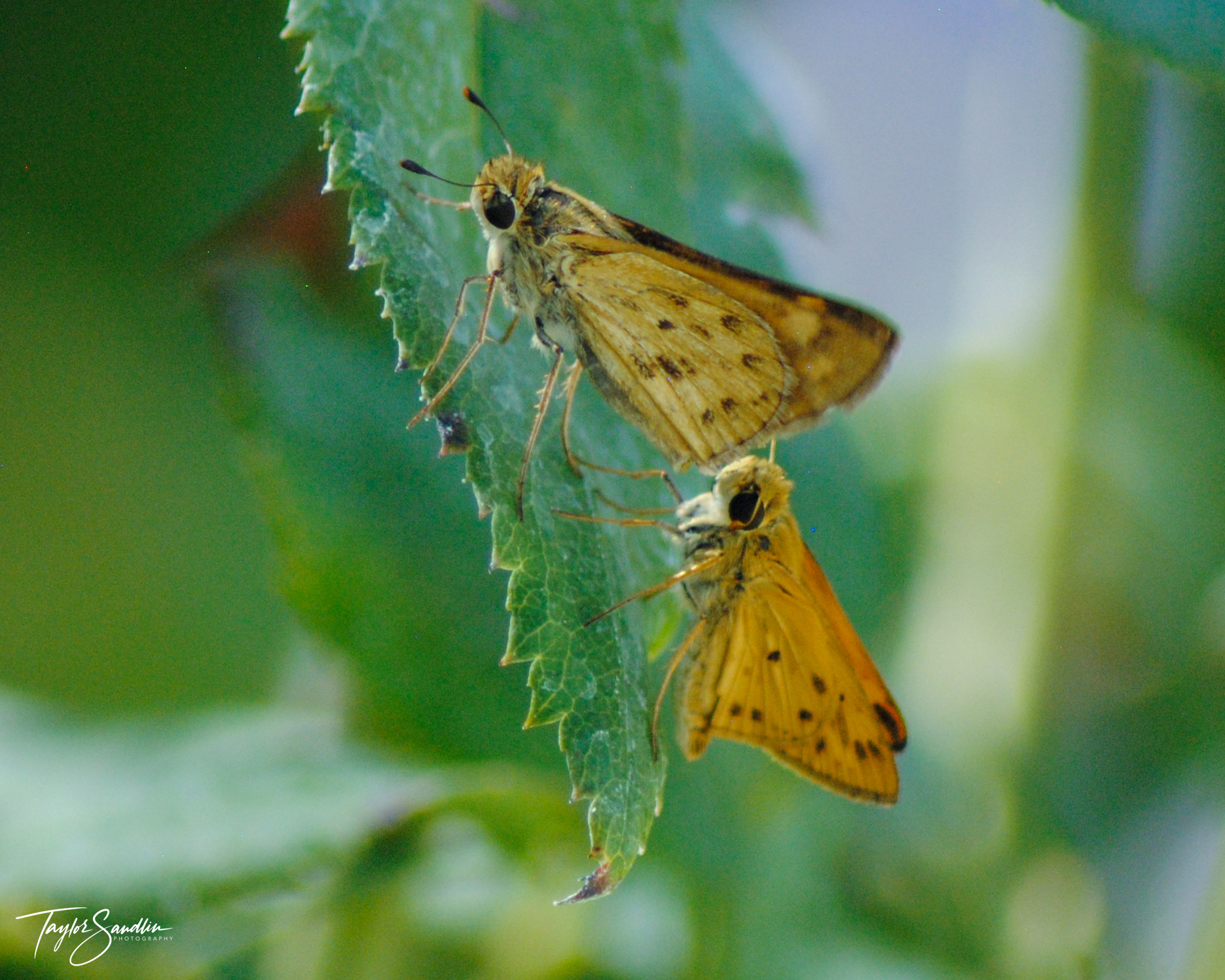 Fiery Skipper | Texas Butterfly