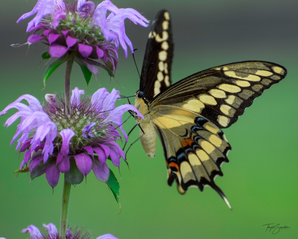 Giant Swallowtail | Texas Butterfly