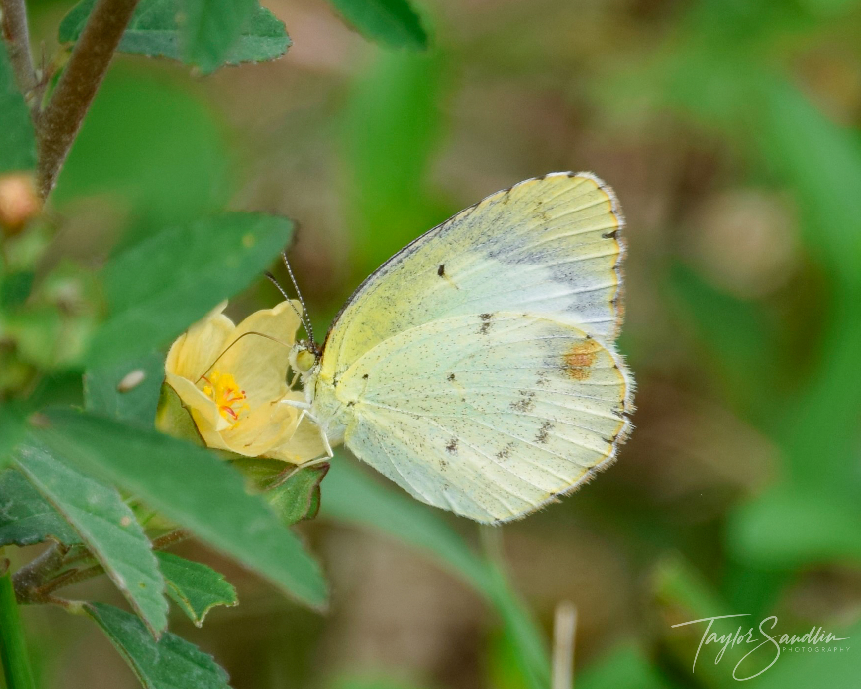 Little Yellow | Texas Butterfly