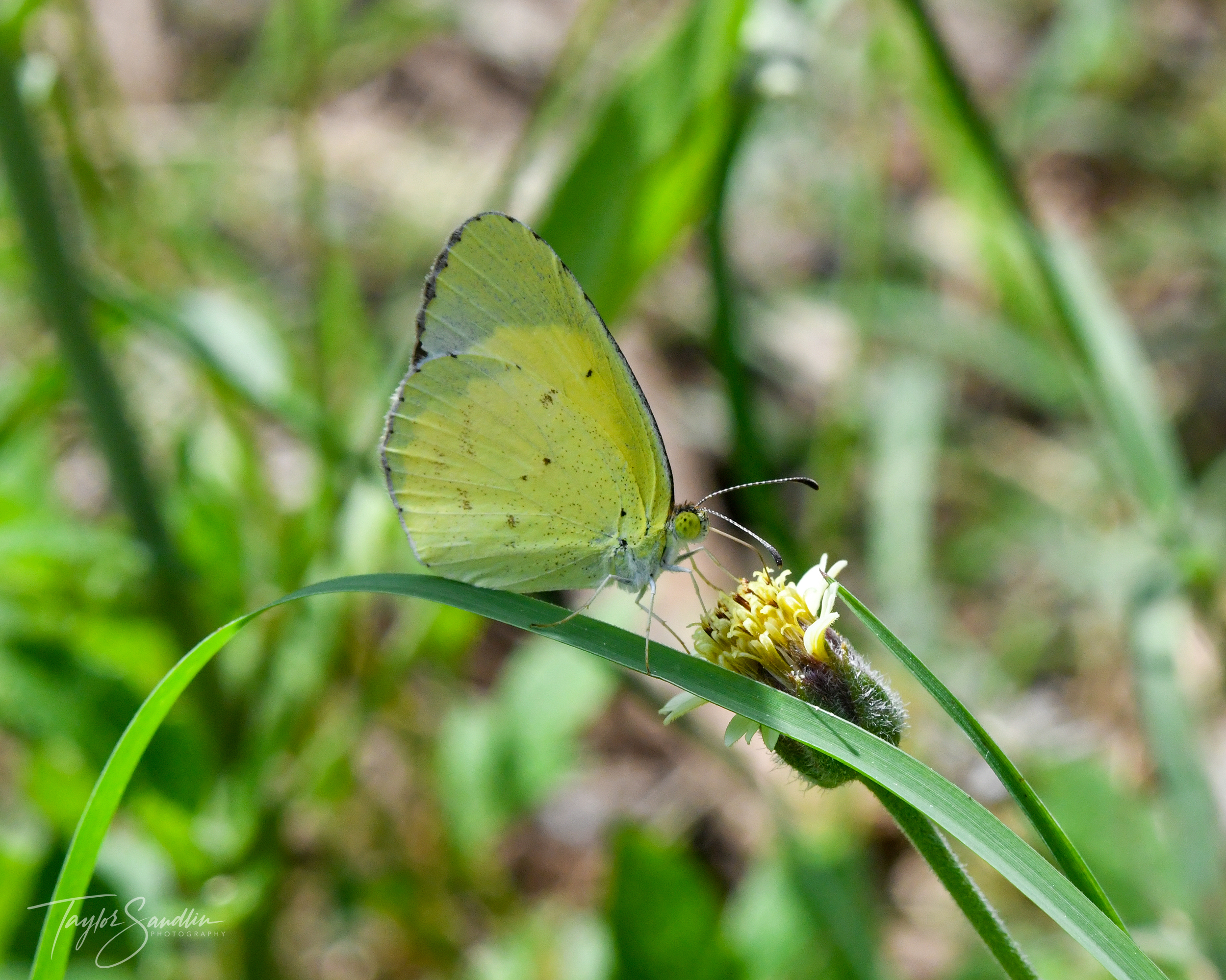 Little Yellow | Texas Butterfly