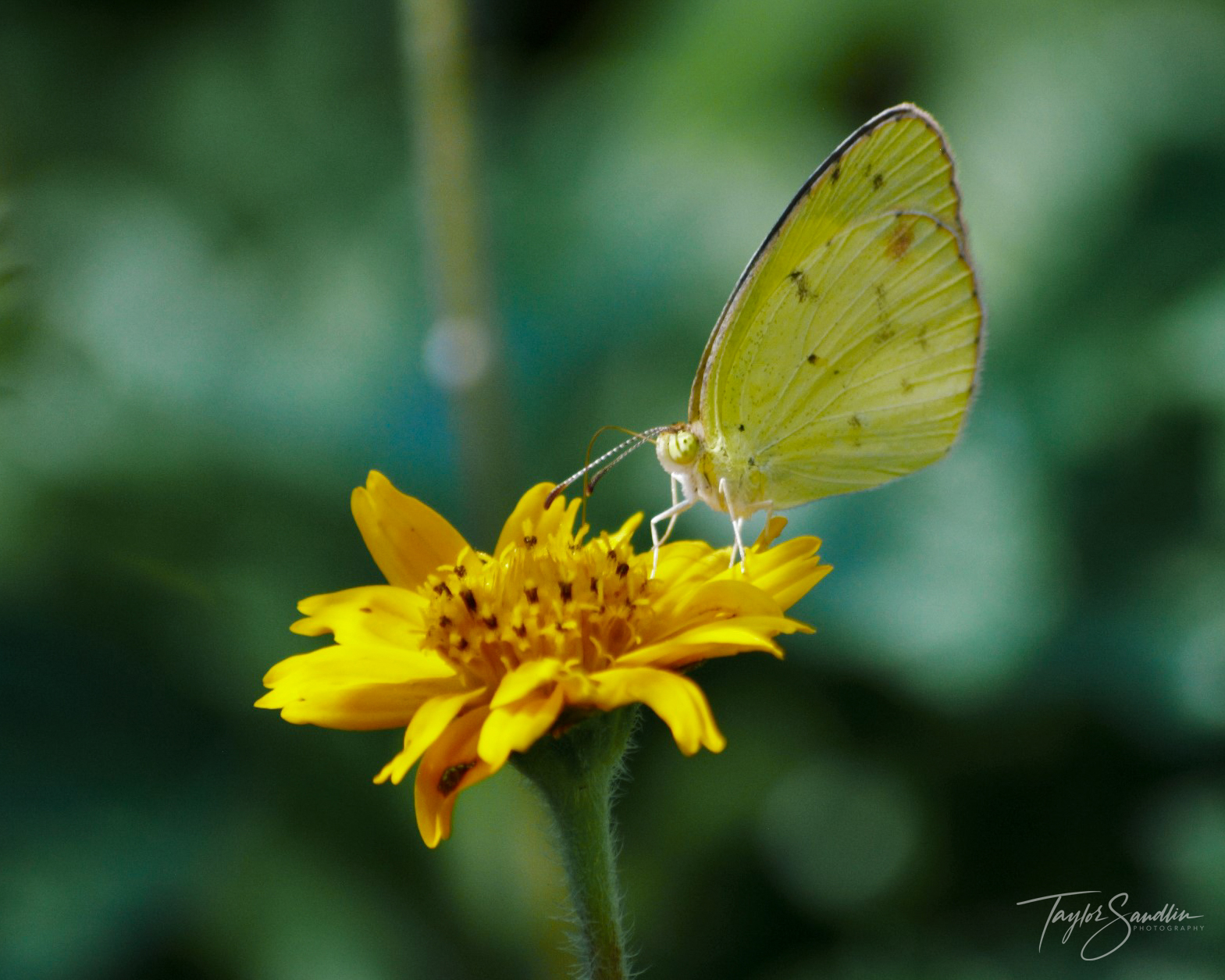 Little Yellow | Texas Butterfly