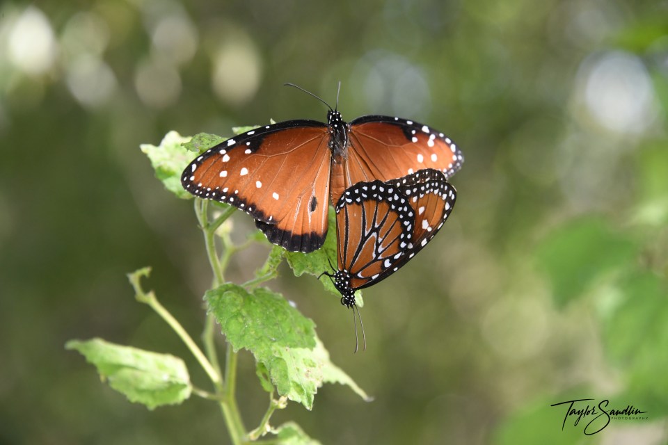 Queen | Texas Butterfly