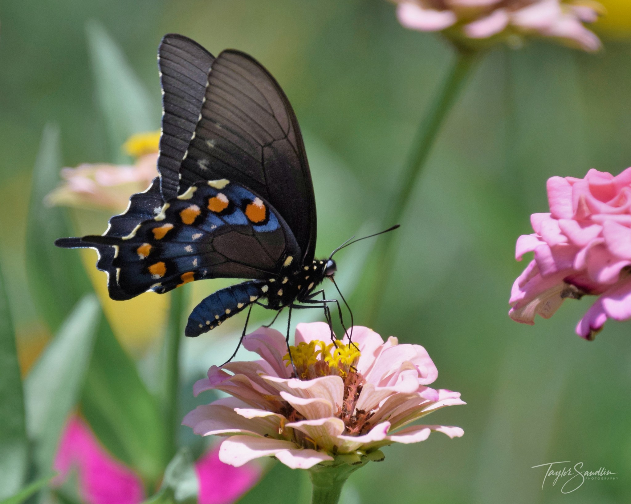 Pipevine Swallowtail | Texas Butterfly