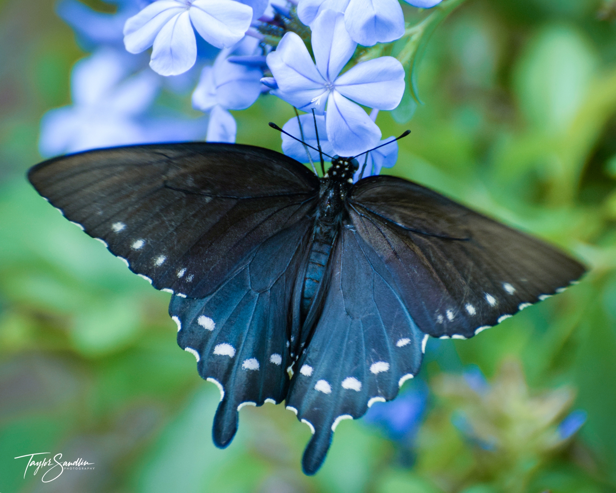 Pipevine Swallowtail | Texas Butterfly
