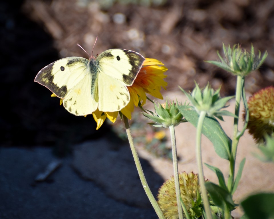 Southern Dogface | Texas Butterfly