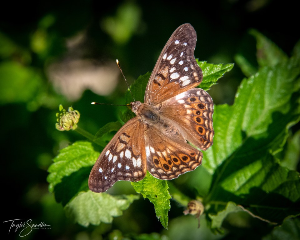 Butterflies of Texas | Texas Butterfly