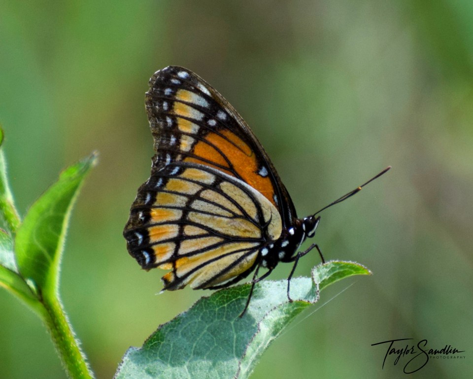 Viceroy | Texas Butterfly