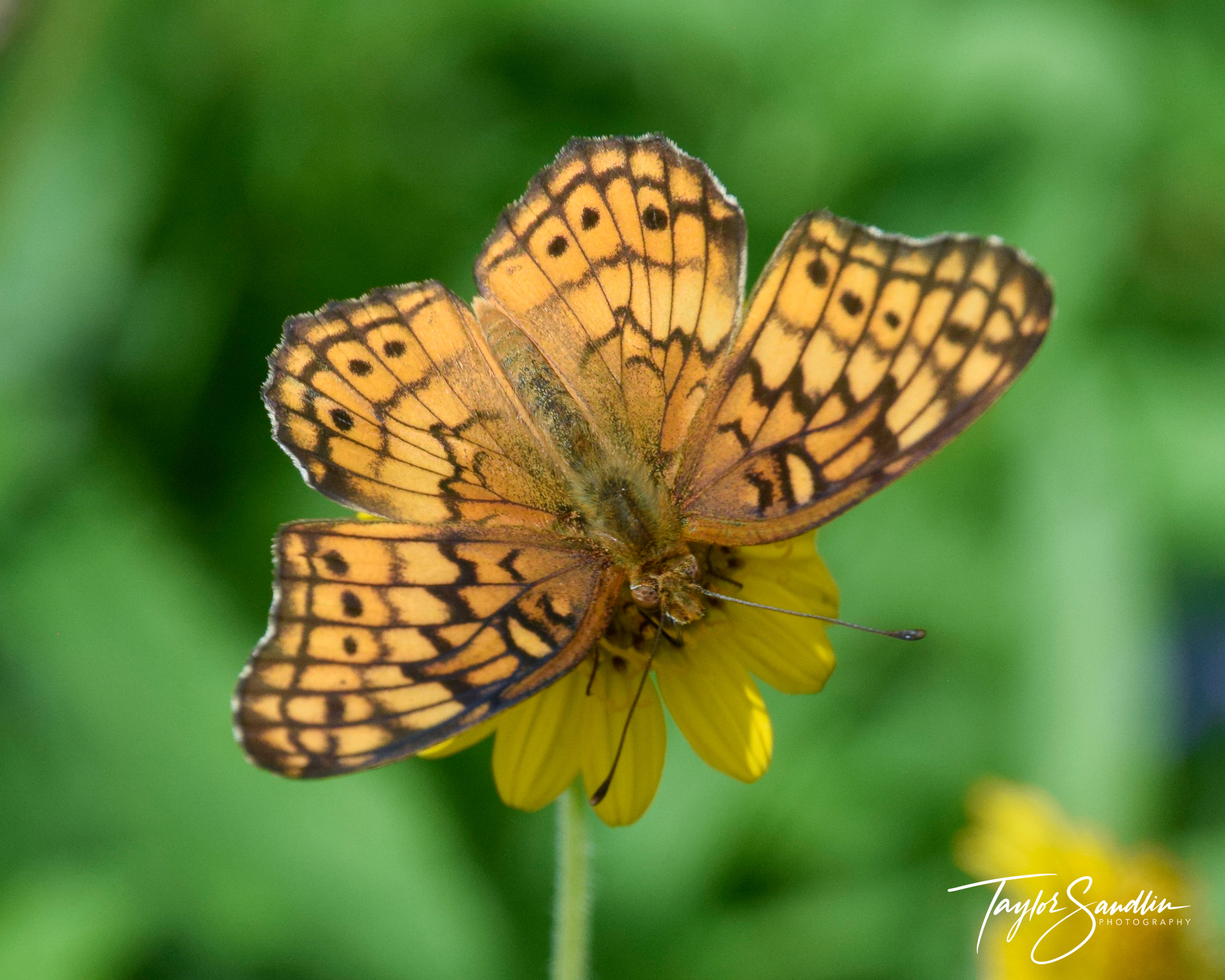 Variegated Fritillary | Texas Butterfly