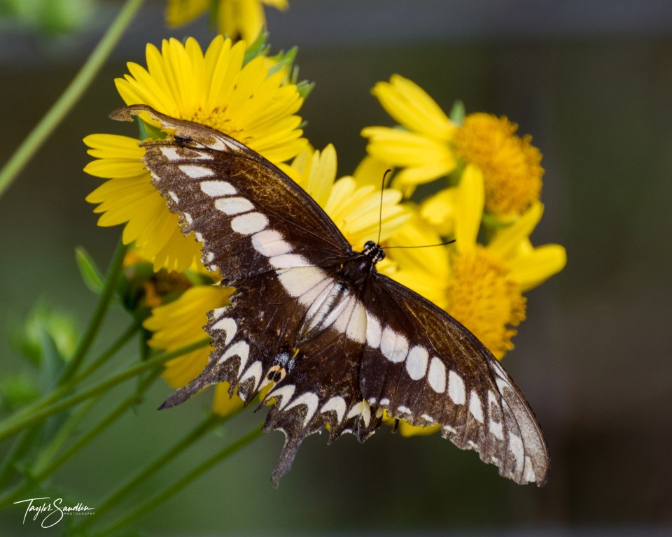 Giant Swallowtail | Texas Butterfly