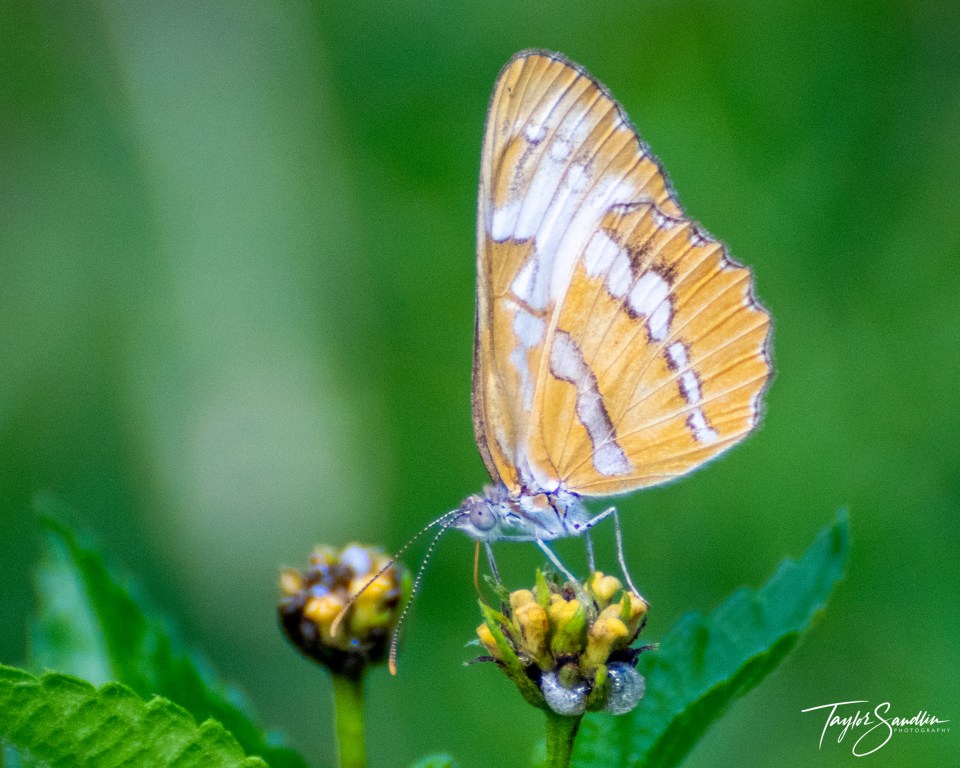 Common Mestra | Texas Butterfly
