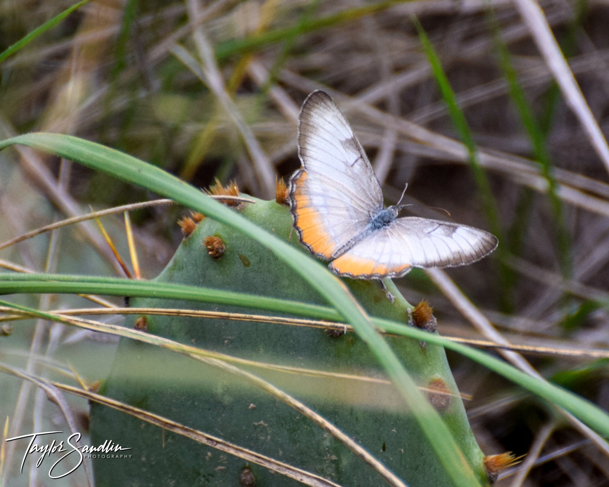 Common Mestra | Texas Butterfly