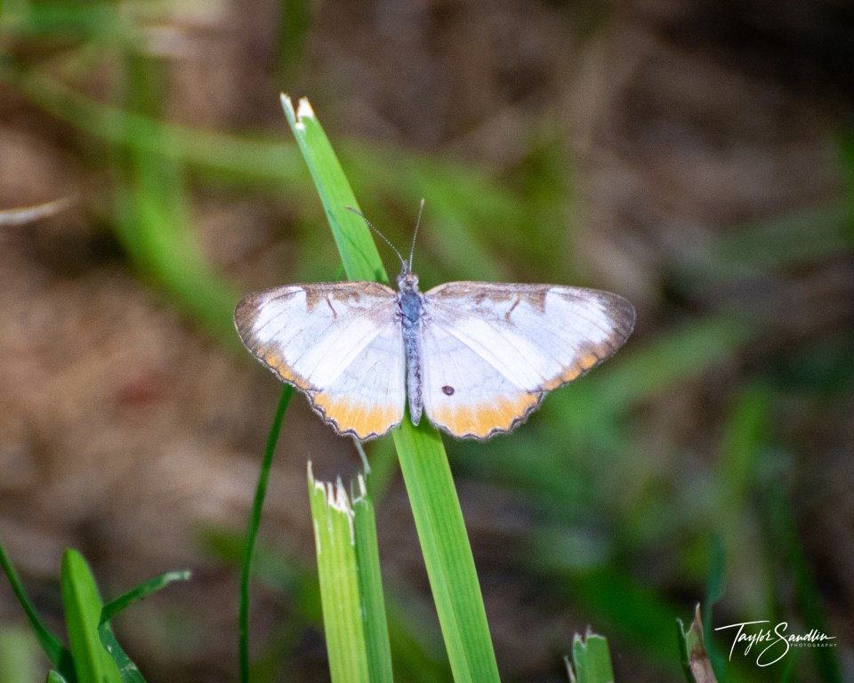 Common Mestra | Texas Butterfly