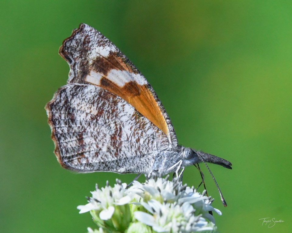 Butterflies of Texas | Texas Butterfly